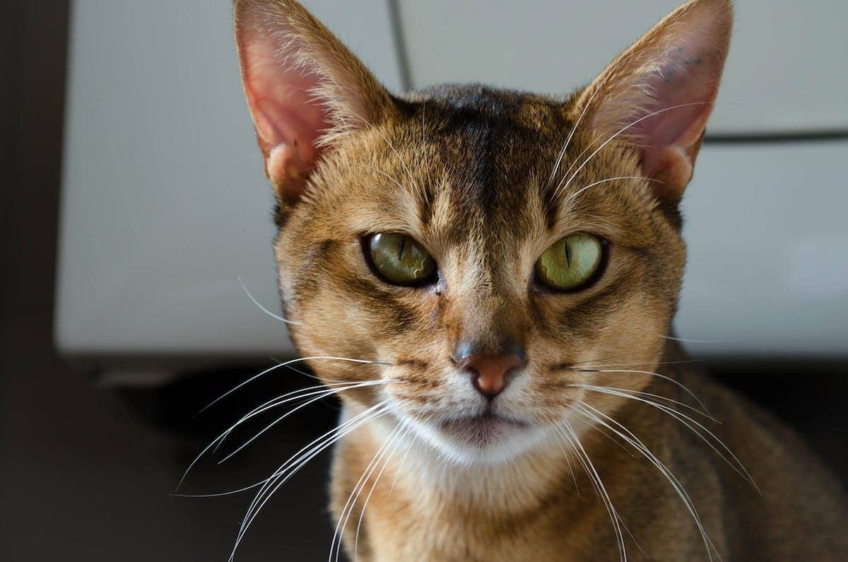 Découvrez les traits uniques des différentes races de chats ! - Animal News
