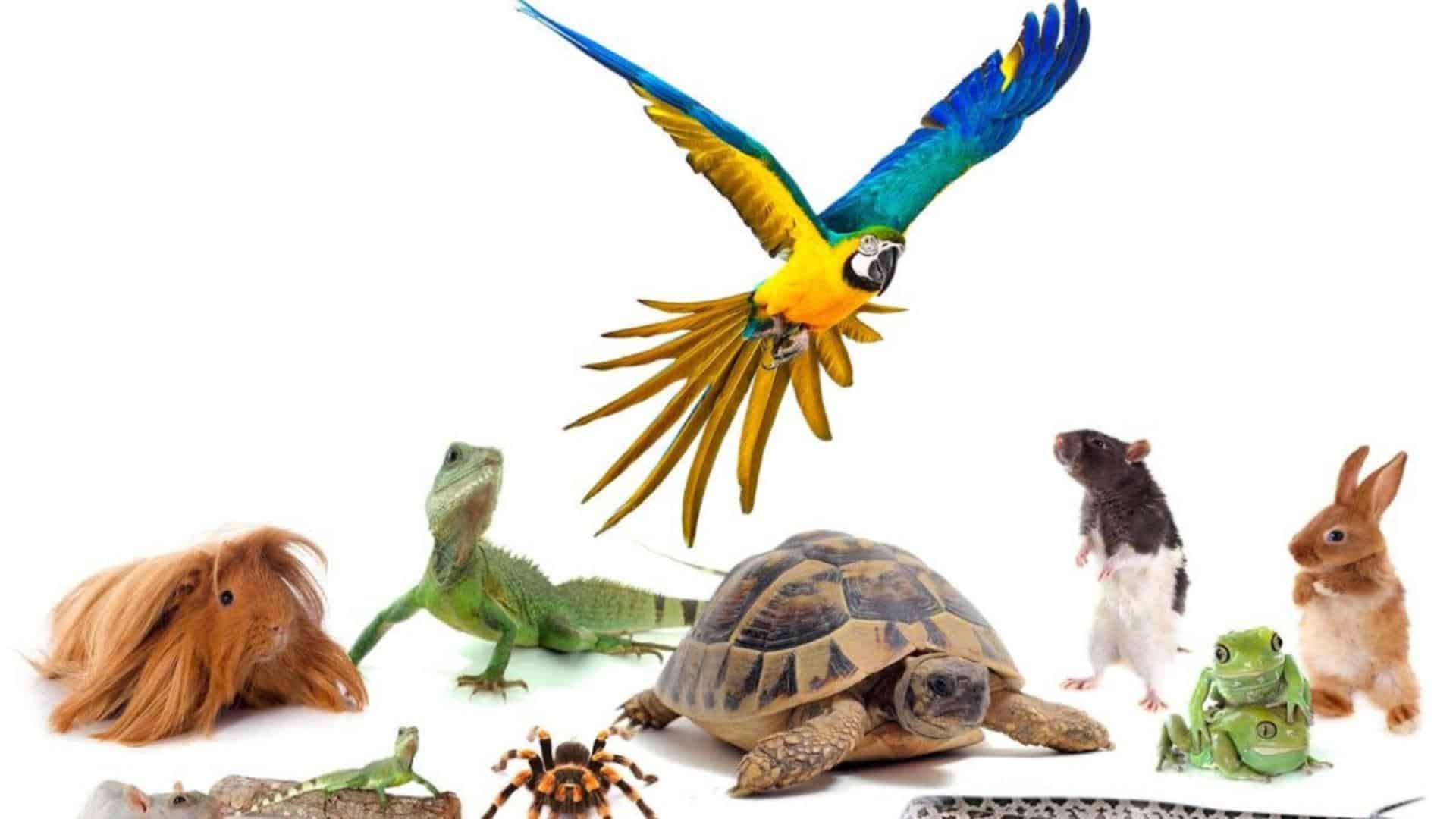 Quels sont les nouveaux animaux de compagnie ? - Animal News