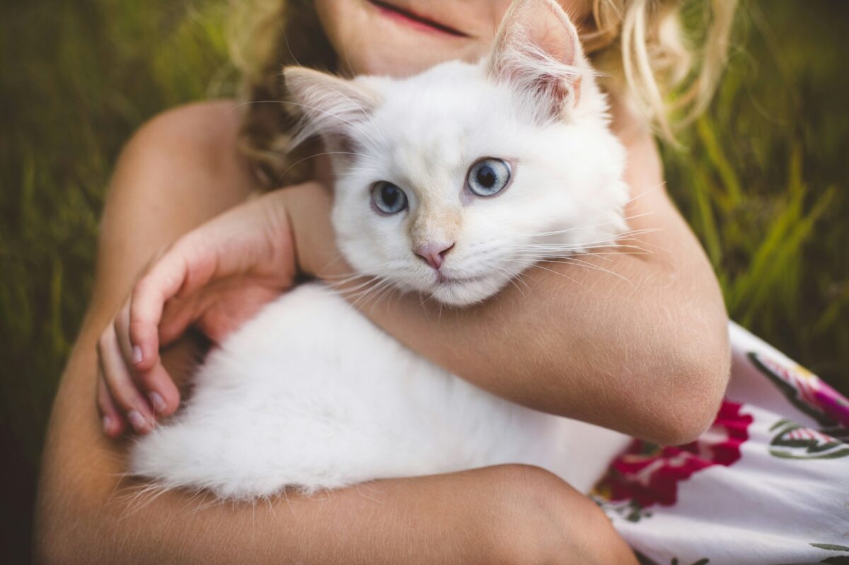 Chat : le guide complet sur son adoption