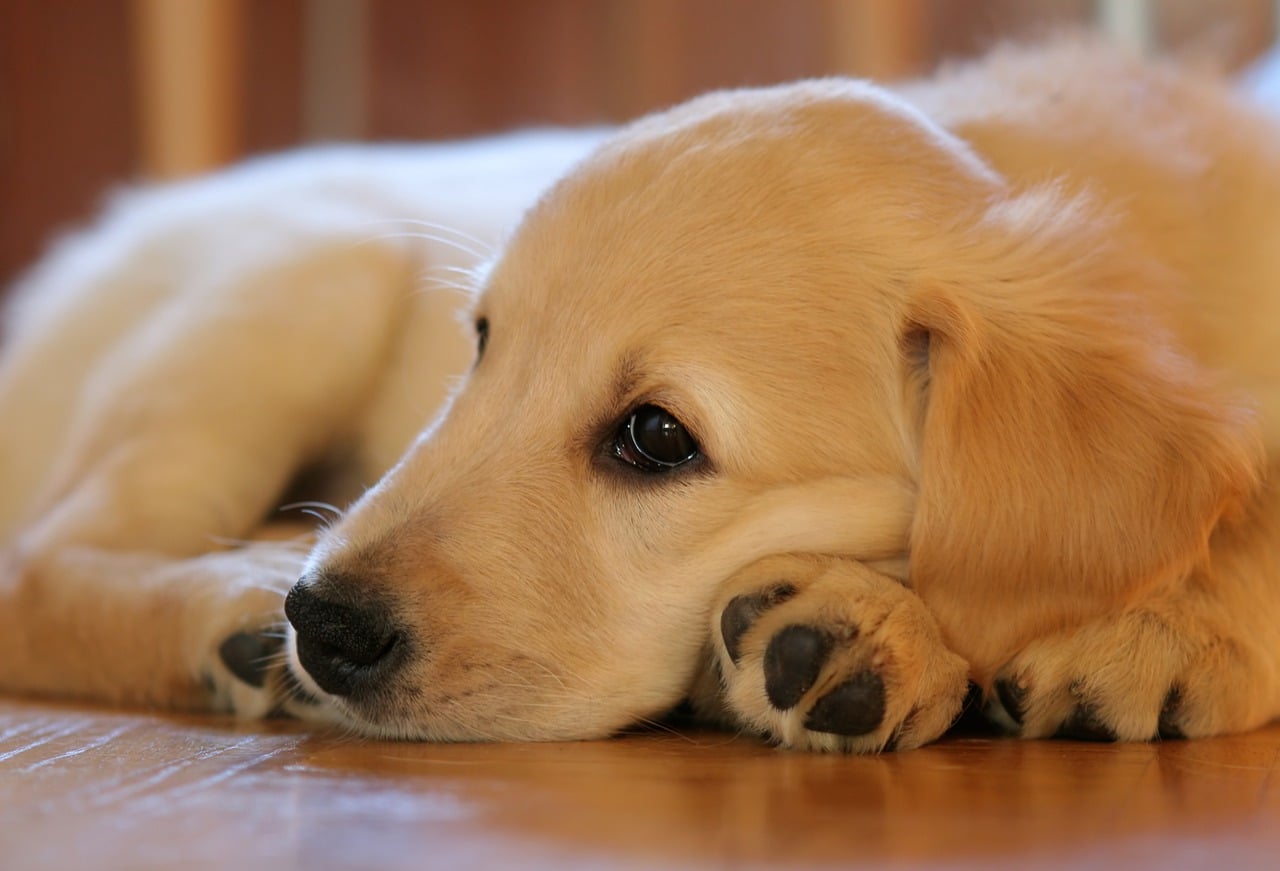 Quel chien est le plus calme ? - Animal News